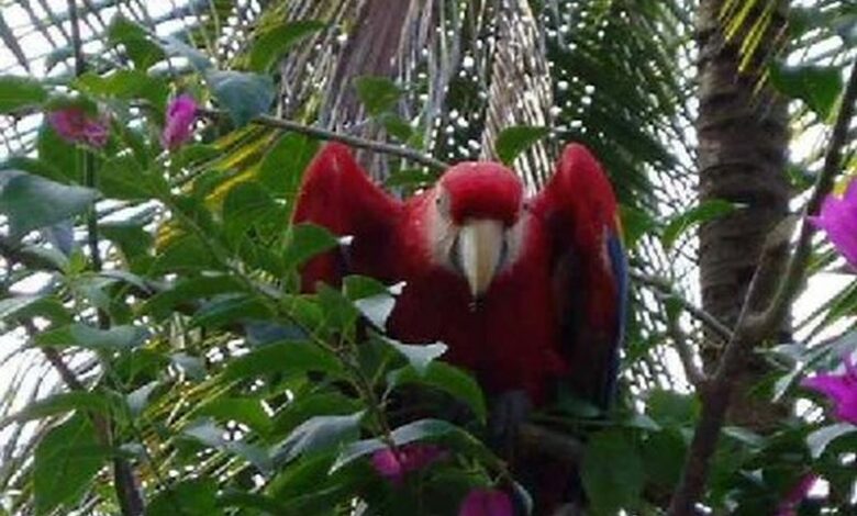 Endangered Scarlet Macaws to be Tracked from Space - Dr Prem's Life ...
