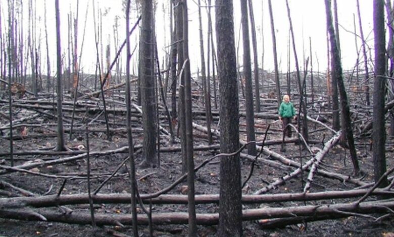 Beetle droppings help fire-devastated forests replenish naturally - Dr ...